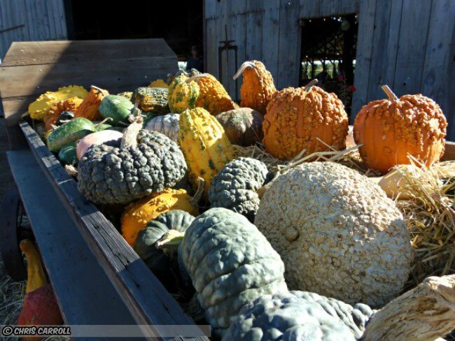 Enjoying Harvest Time with Heirloom Pumpkins - A Midlife Wife