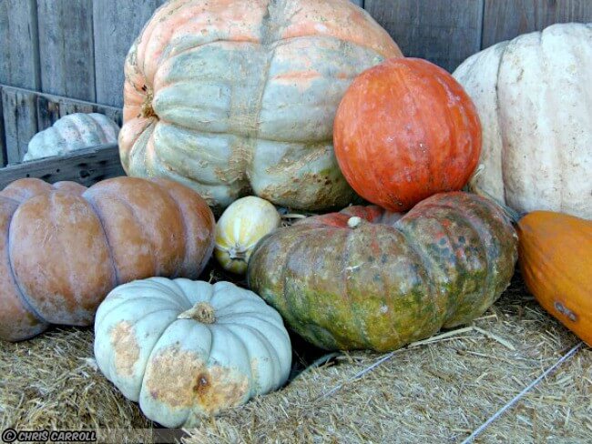 Enjoying Harvest Time with Heirloom Pumpkins - A Midlife Wife